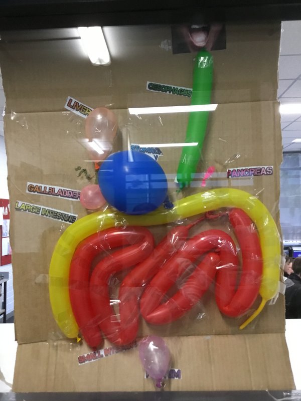 7/8T Science – Cells, Organs and Body Systems – Central Yorke School